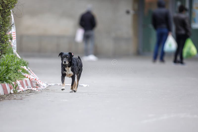 Stray Dog on a Street in Bucharest, Romania Stock Image - Image of ...
