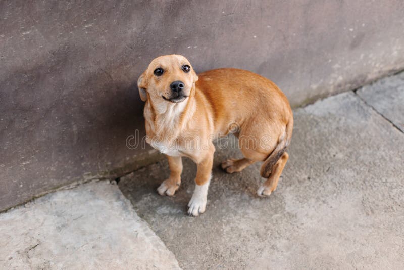 Stray Dog on the Street on Holiday. Stock Photo - Image of design ...