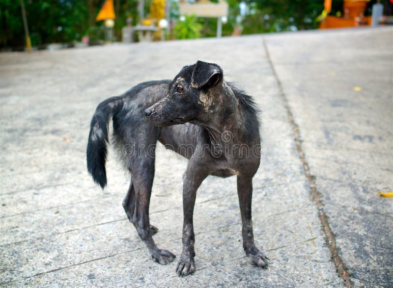 A stray dog in Thailand. stock photo. Image of stray - 125769792