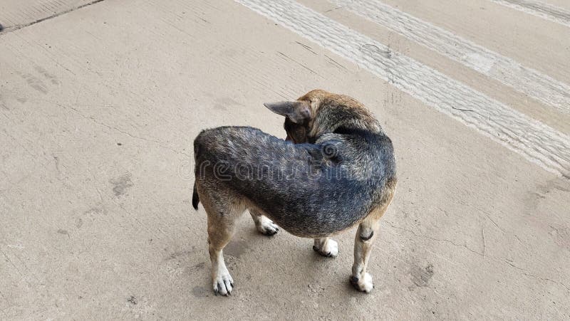 Stray dog walking stock image. Image of animal, mammal - 255791865