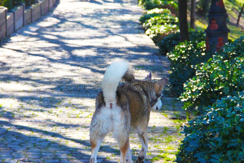 Stray Dog Walking on the Walking Path Stock Image - Image of sleeping ...