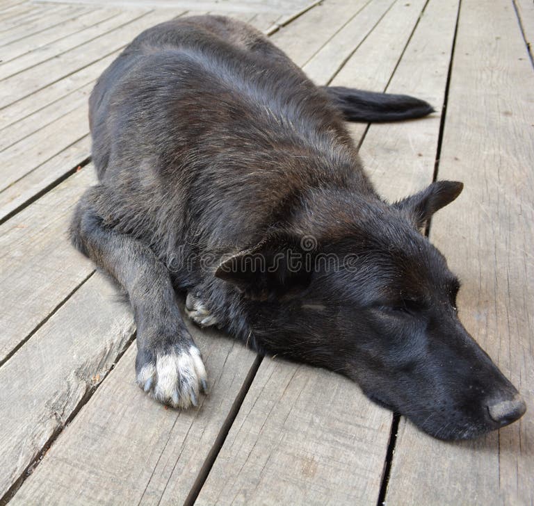 Stray dog stock image. Image of collie, barks, diseased - 32189481