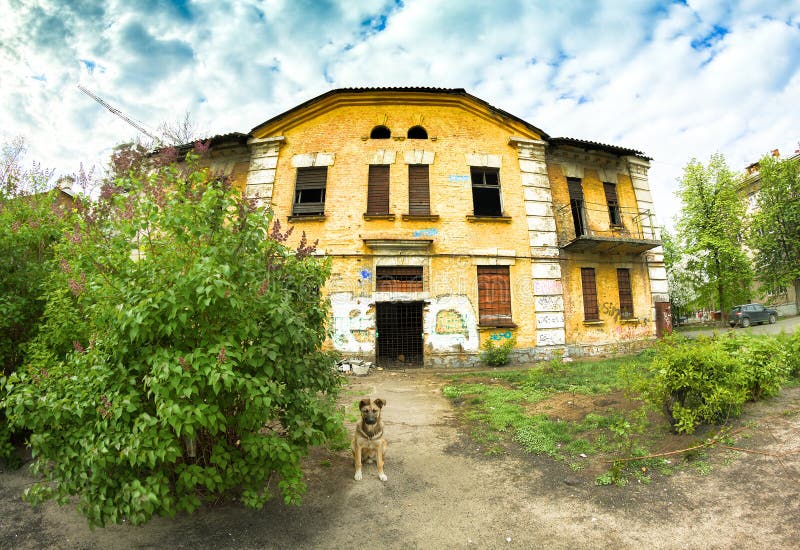 Stray dog stock image. Image of fisheye, house, exterior - 81766523