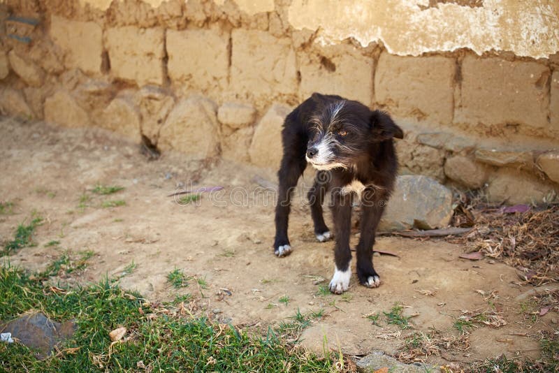 Stray Dog stock photo. Image of canine, outside, andes - 34841326