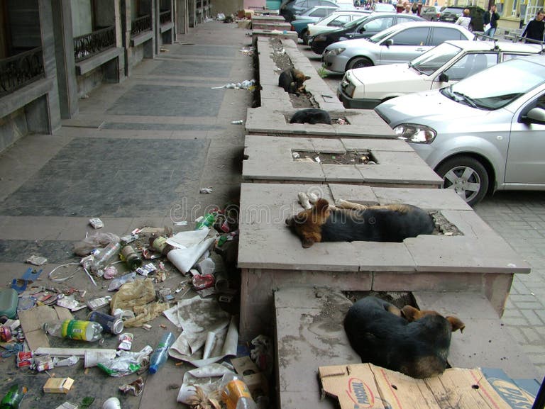 Stray dogs editorial photography. Image of curiosity - 17696832