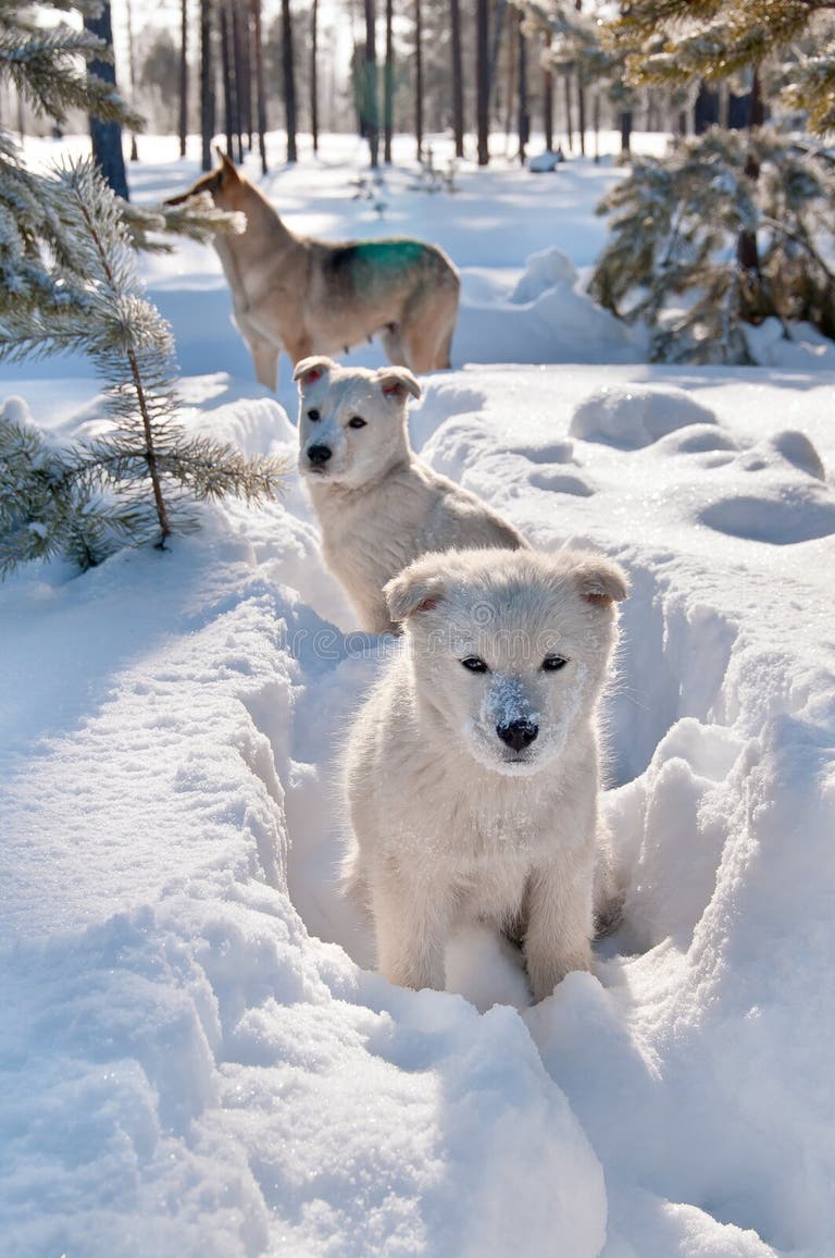 2,350 Small Cute Stray Dogs Stock Photos - Free & Royalty-Free Stock ...