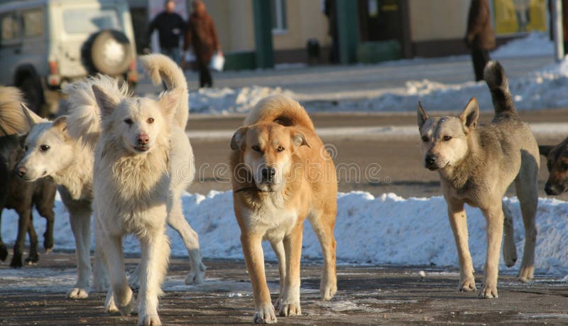 Stray dogs stock photo. Image of pack, troop, horizontal - 2134320