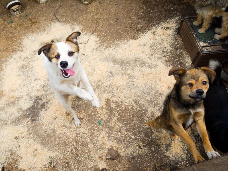 A lot of stray dogs stock image. Image of doggy, concept - 24462081
