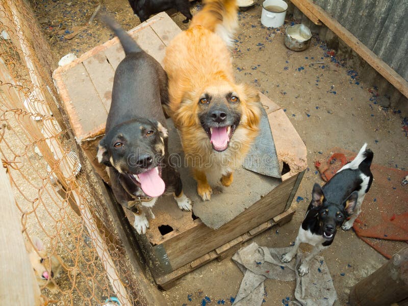 A lot of stray dogs stock photo. Image of hound, vagrant - 24912798