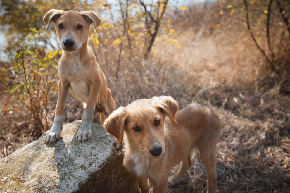 Stray dogs stock photo. Image of animal, doggy, looking - 36997396