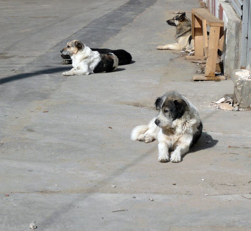 Stray dogs on street stock image. Image of resting, rescue - 8120081