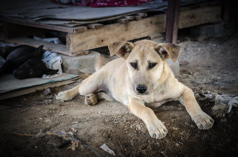 Stray dogs stock image. Image of straggle, waif, wallpaper - 63123209