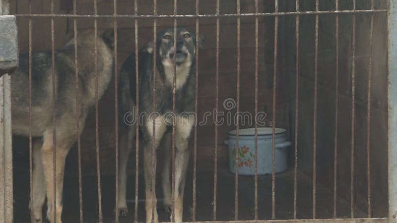 Stray Dogs in an Animal Shelter. a Shelter for Dogs. Stock Video ...