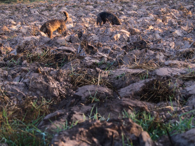 Stray Dogs Burrow for Food stock photo. Image of guard - 90013886