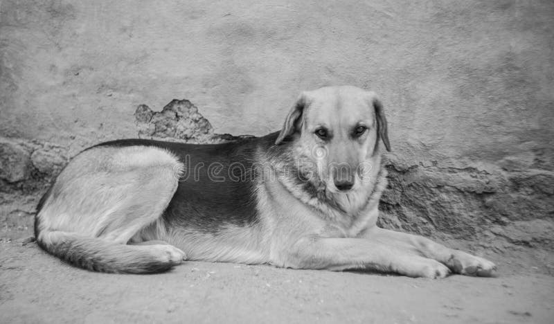 Stray dogs in Chile stock image. Image of dogs, chile - 178042749