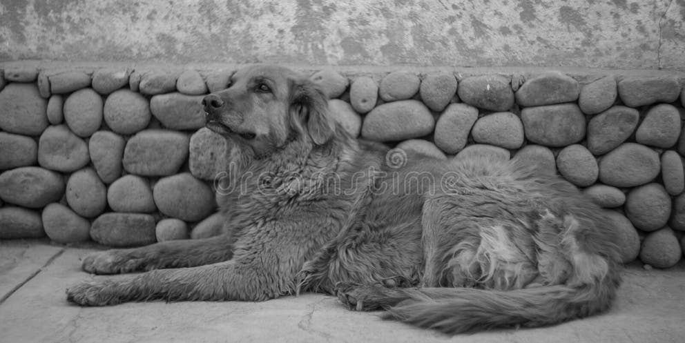 Stray dogs in Chile stock image. Image of atacama, desert - 178042831