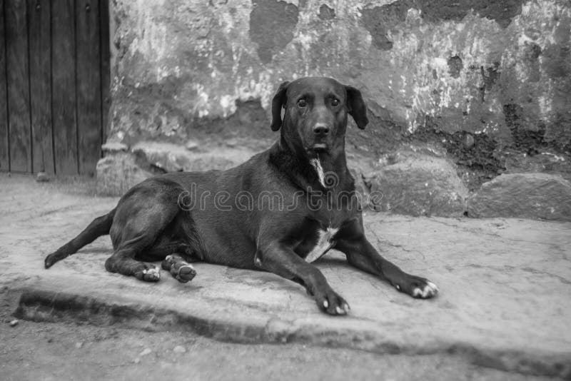 Stray dogs in Chile stock image. Image of stray, desert - 178190931