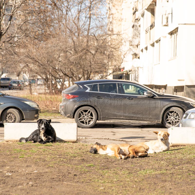 Stray Dogs in the City Street Stock Photo - Image of alone, looking ...