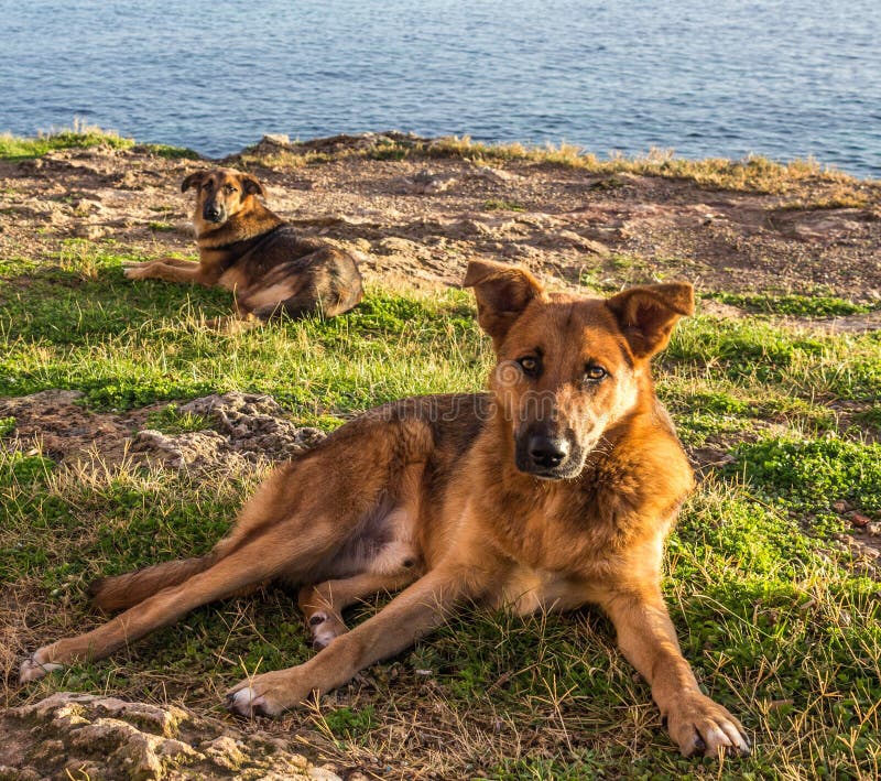 Stray Dogs At Coast Picture. Image: 28757146