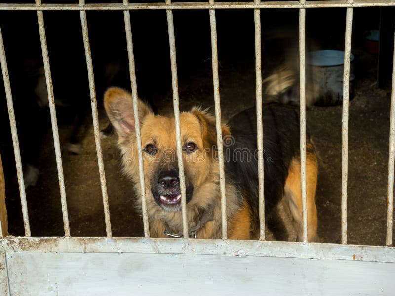A lot of stray dogs stock image. Image of doggy, concept - 24462081