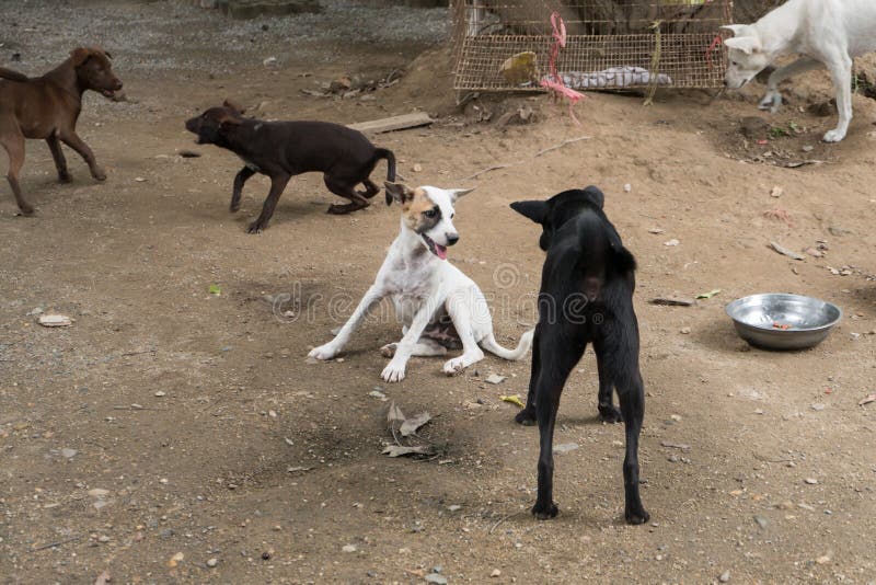 Stray dogs in Foundation stock image. Image of dirty - 75417681