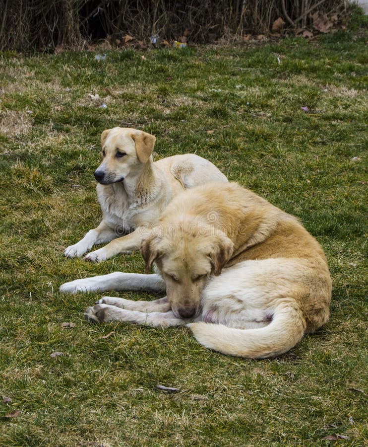 Stray Stray Dogs, Stray Dogs Lying in the Park Stock Photo - Image of ...