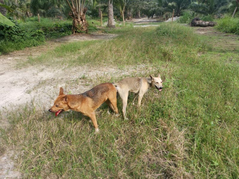 Stray Dogs Mating at the Plantation Stock Image - Image of golden ...