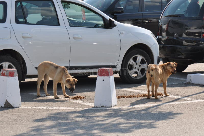Stray dogs pack eating stock image. Image of dogs, face - 116964187