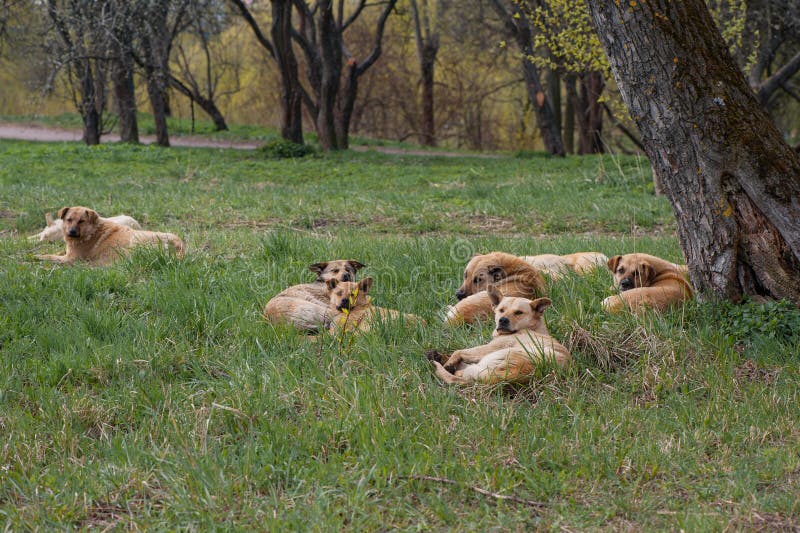 Stray dogs stock image. Image of canine, flock, domestic - 40373979