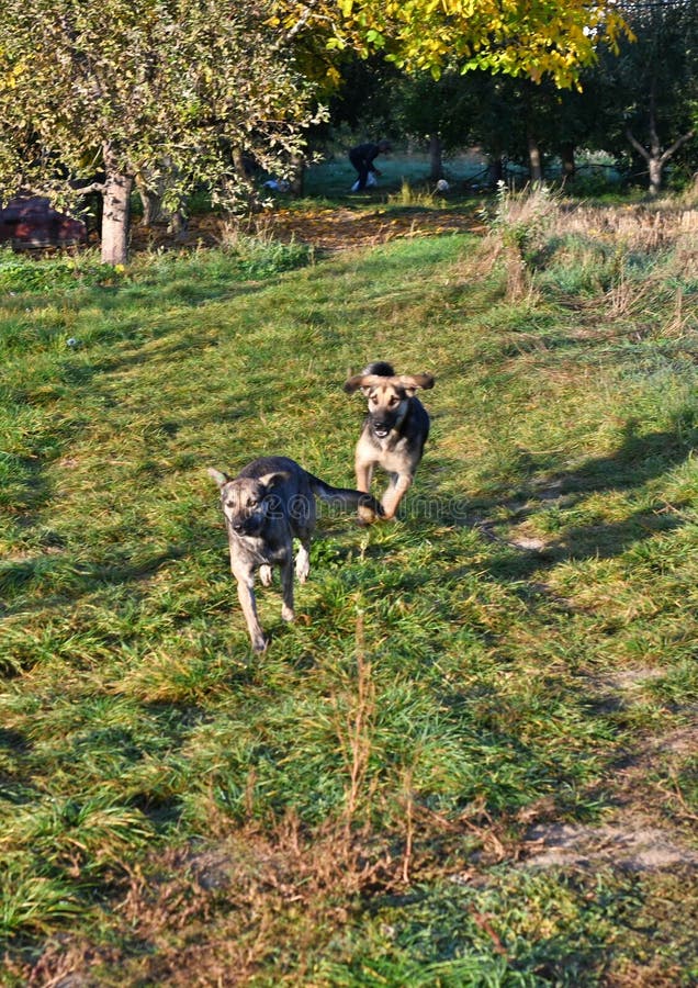 Stray Dogs Plating in Nature, Pet Concept Image Stock Image - Image of ...