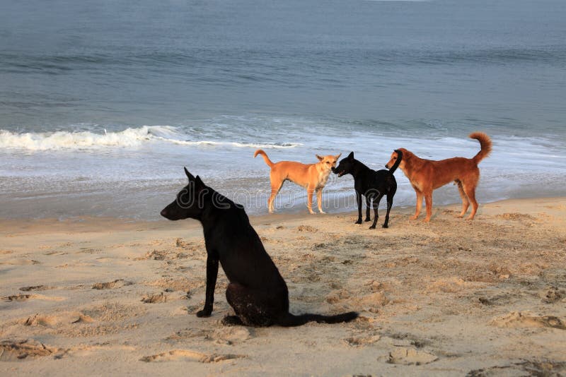 Stray dogs stock image. Image of biting, barking, animal - 143584621