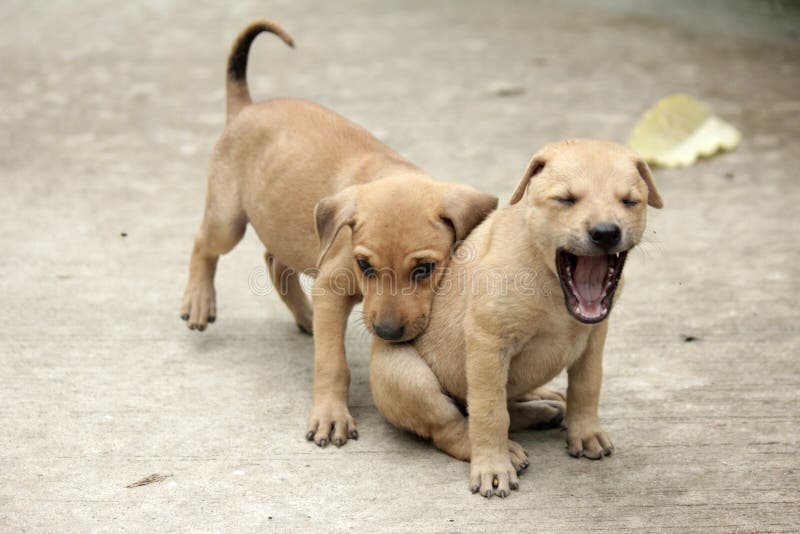 Stray dogs stock photo. Image of friend, funny, nature - 118602734