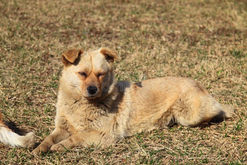 Stray dogs stock image. Image of dirty, black, expression - 39398893