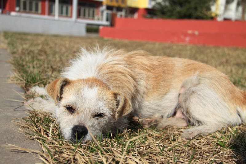 Stray dogs stock image. Image of cute, abandoned, expression - 36204635