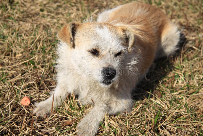 Stray dogs stock photo. Image of city, head, dirty, homelessness - 36204666