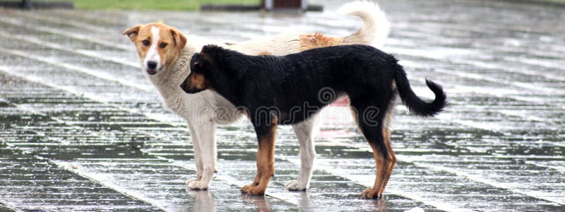 Stray dogs on the rain stock image. Image of raindrops - 93349367