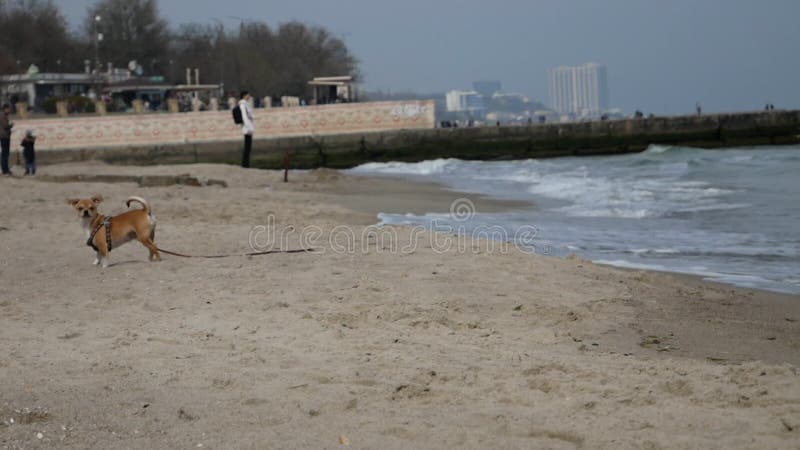 Stray Dogs in an Animal Shelter. a Shelter for Dogs. Stock Video ...