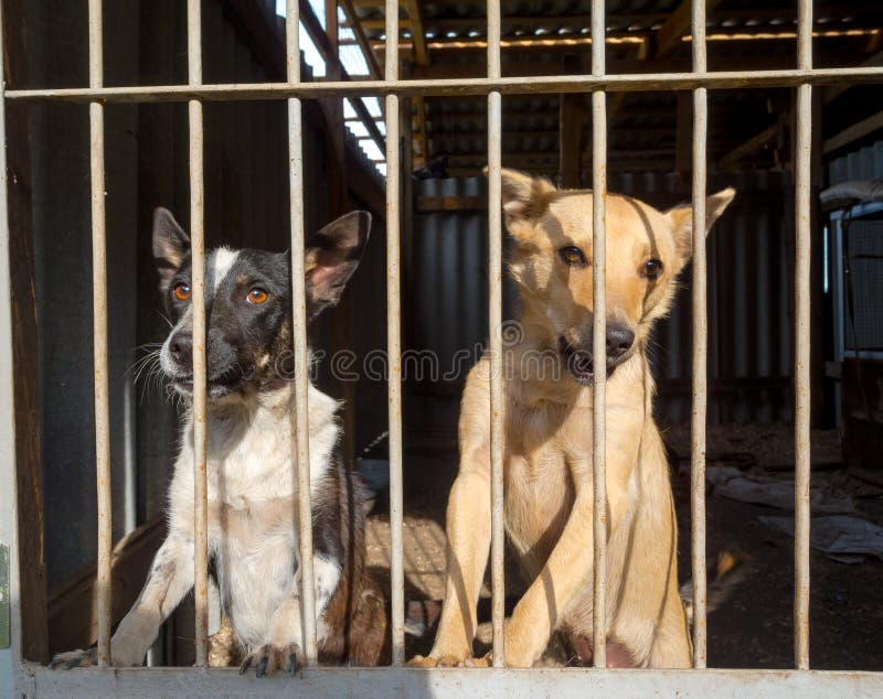 A lot of stray dogs stock image. Image of doggy, concept - 24462081