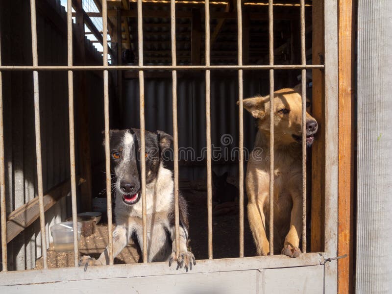 A lot of stray dogs stock photo. Image of hungry, mammal - 24912804