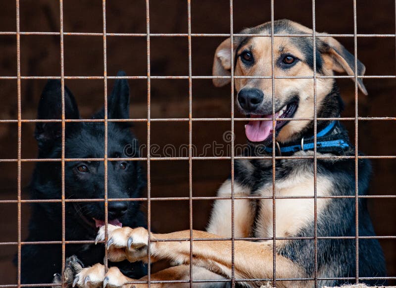 Stray Dogs in Shelter Waiting for Adoption Stock Image - Image of mutt ...