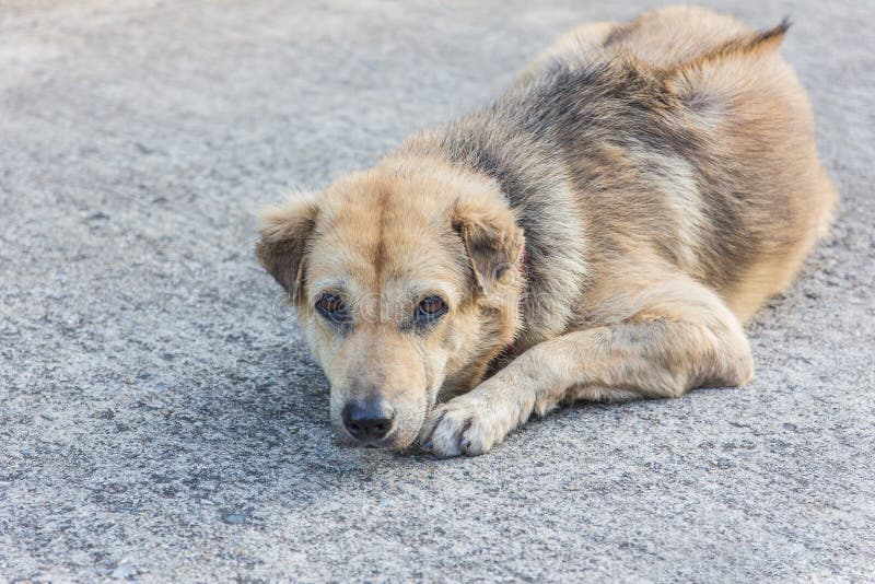 Stray Dogs Sleeping on the Street Stock Image - Image of cute, canine ...