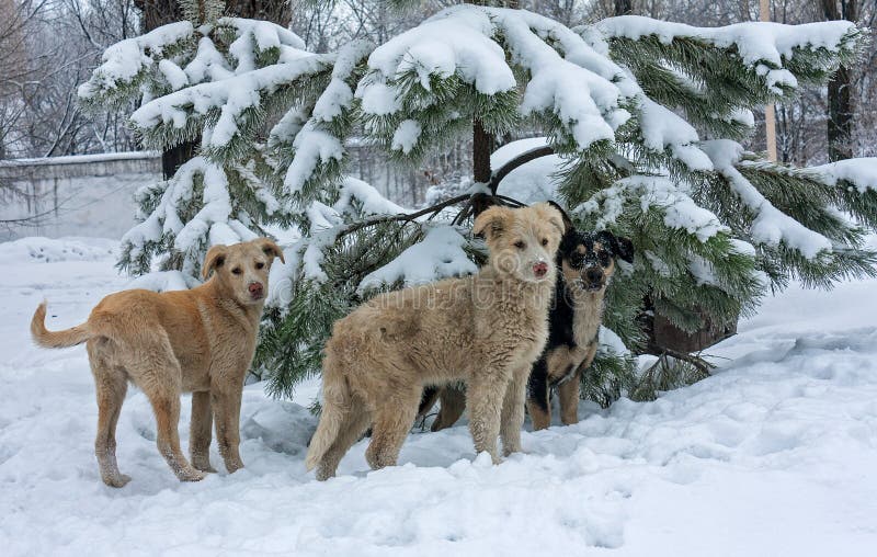 Stray Dogs Mating in the Town Lawn Stock Photo - Image of homeless ...