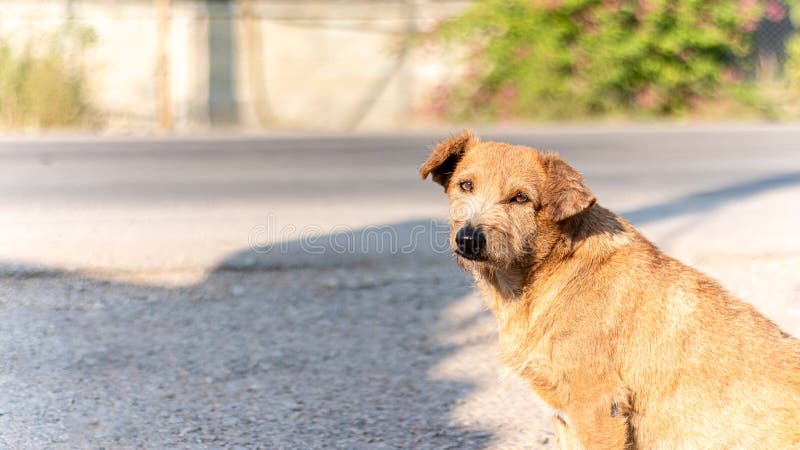 Roadside Dogs stock image. Image of roadside, twodogs - 119313655
