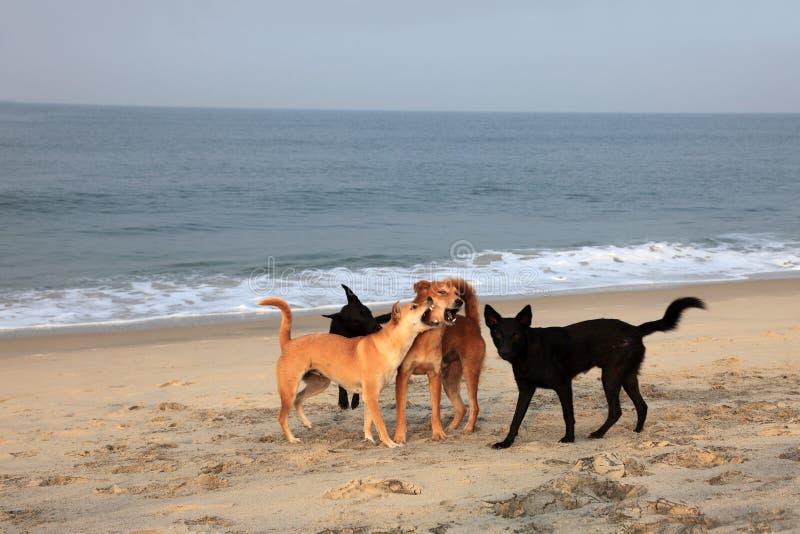 Stray dogs stock photo. Image of water, arabiansea, barking - 143584878