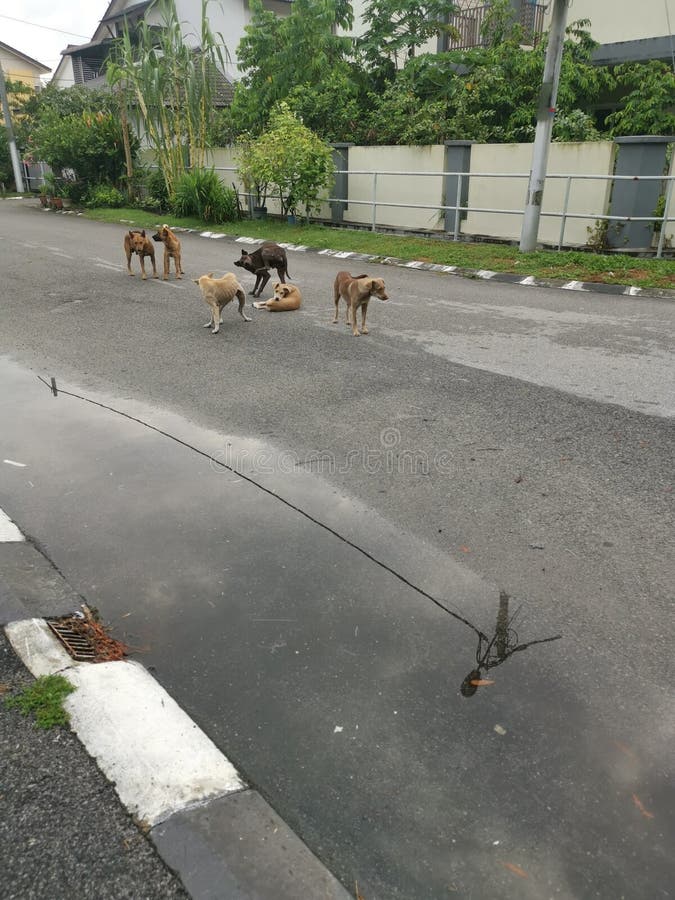 Stray Dogs Mating at the Plantation Stock Image - Image of carnivora ...