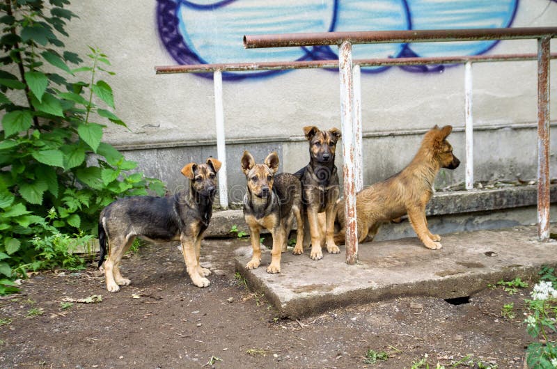 How To Help Stray Dogs