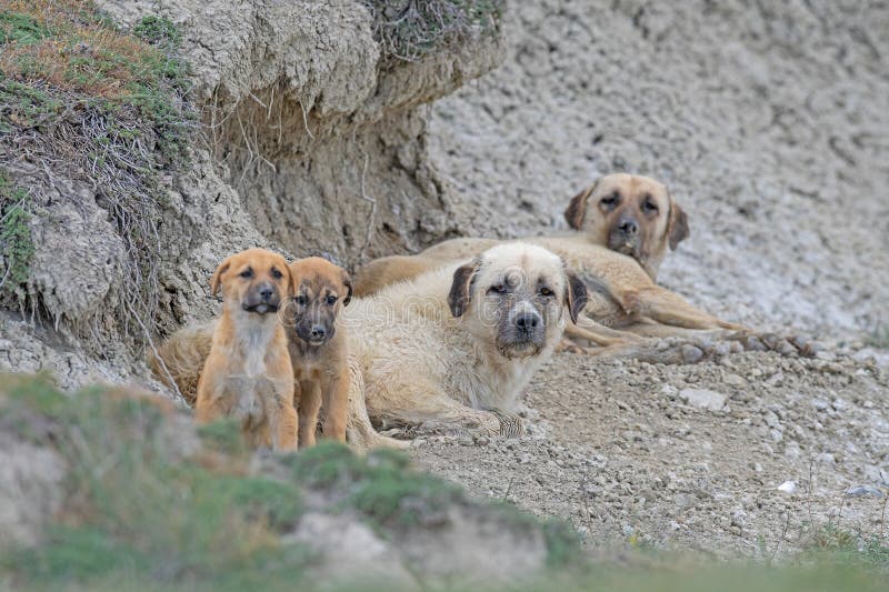 Stray Dogs with Two Puppies Stock Image - Image of dirty, mammal: 347027541