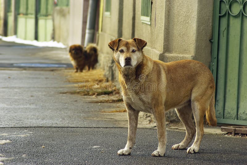 Stray dogs stock image. Image of dangerous, homeless - 36509529