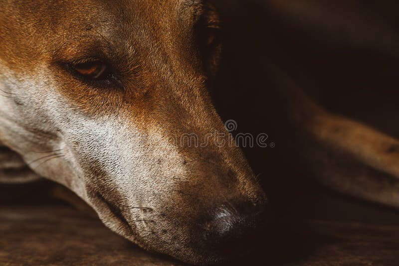 Stray dogs stock photo. Image of cute, canine, animal - 99263188