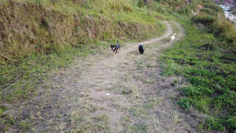 Stray Dogs Walking and Running on the Mountain Path Stock Footage ...